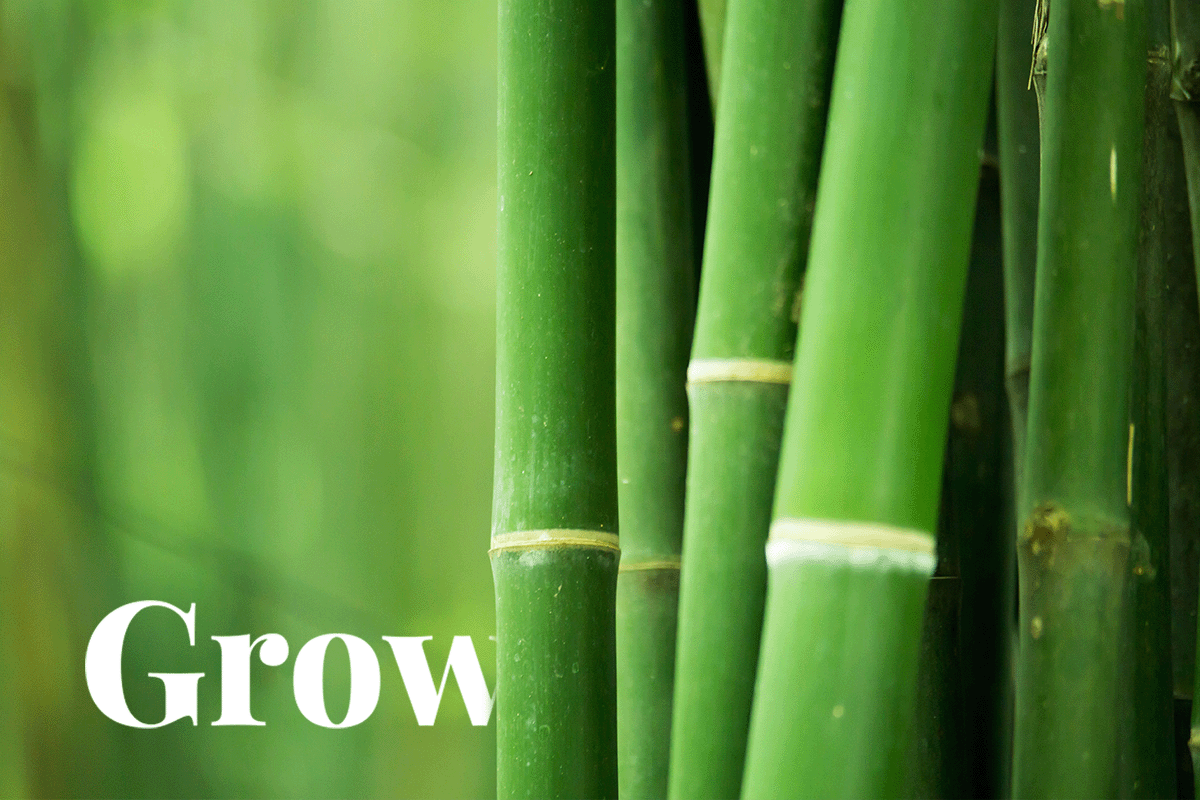 Project Bamboo: Corekees and Bamboologic invest in growing bamboo in Europe